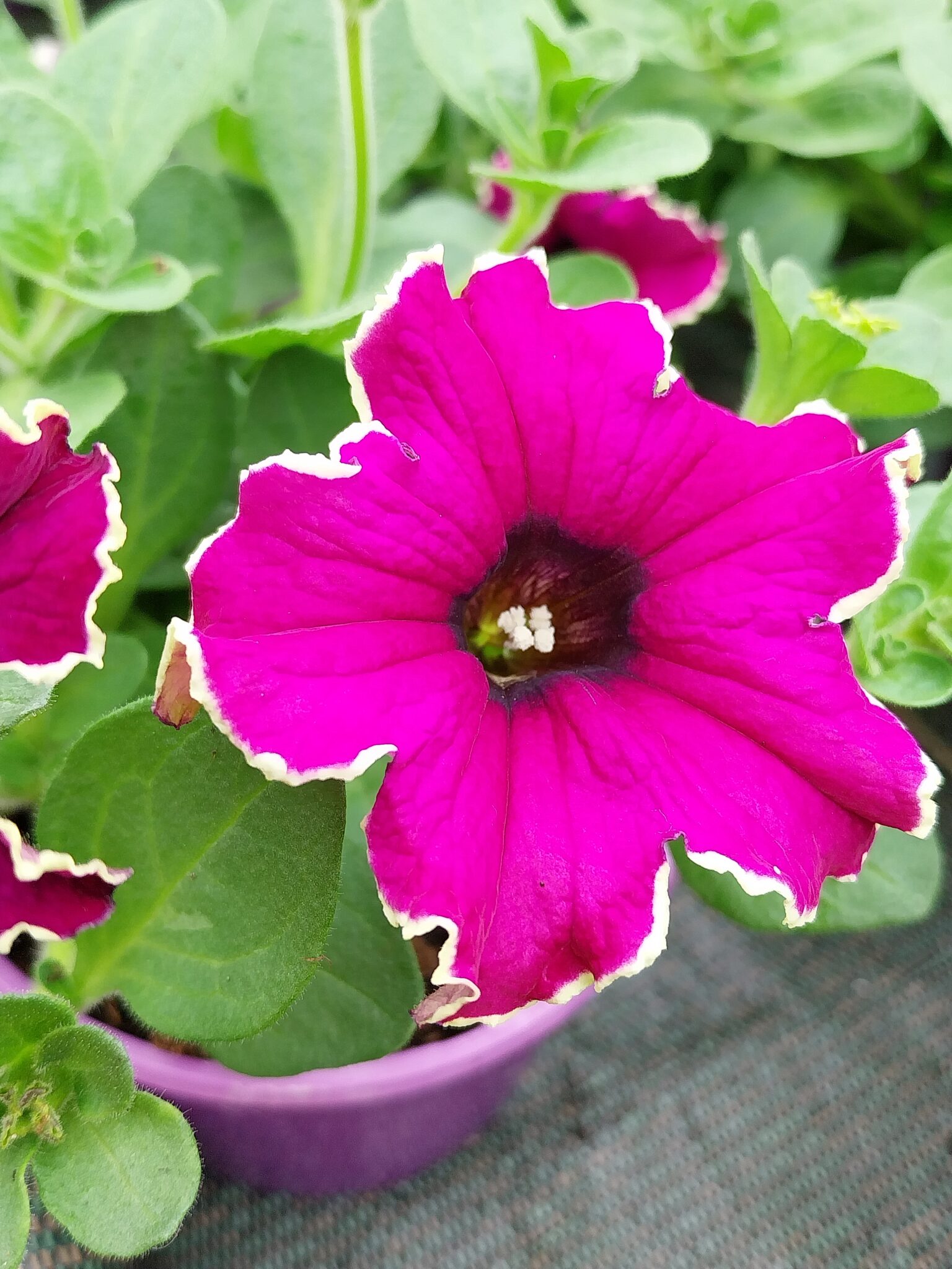 Apajh Yonne - Plateforme Adulte en Situation de Handicap - APAJH Sens ...